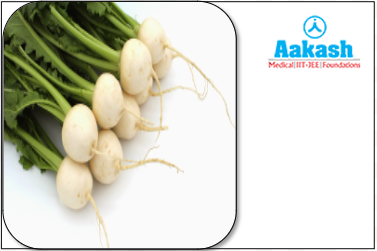 Root: Definition, Explanation, Characteristic features & Types | AESL